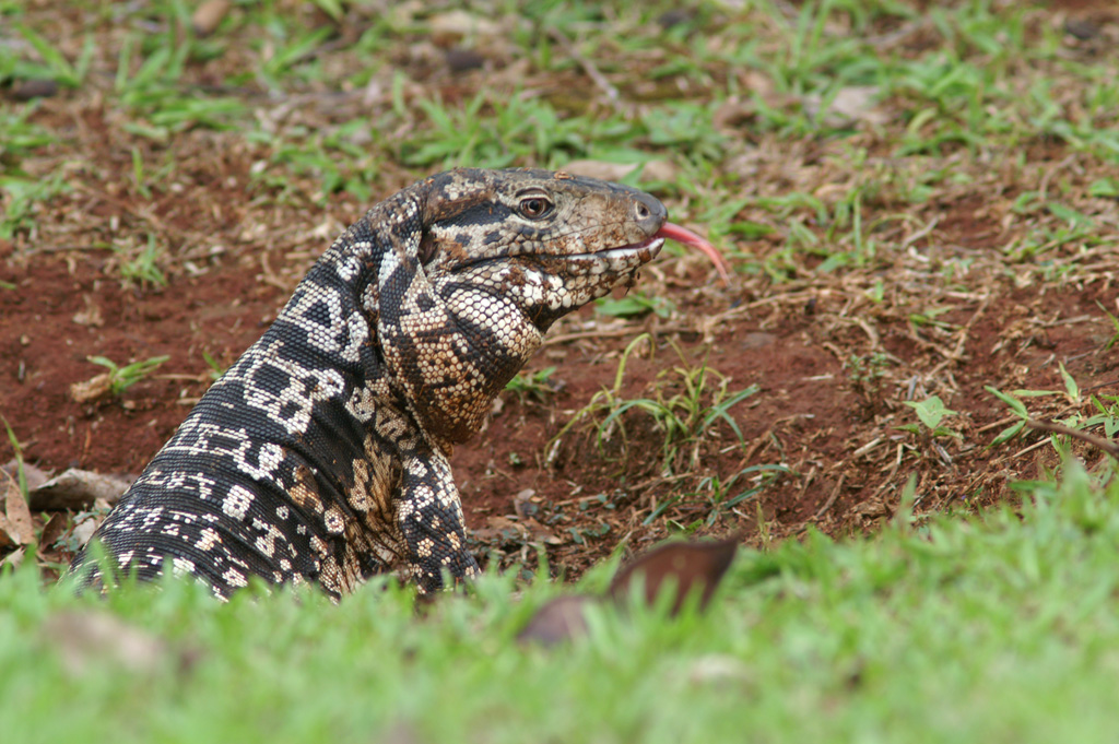 Golden Tegu – South American lizard seen in Brazil – Roumazeilles.net