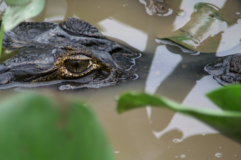 Green Caiman, Jacare – Roumazeilles.net
