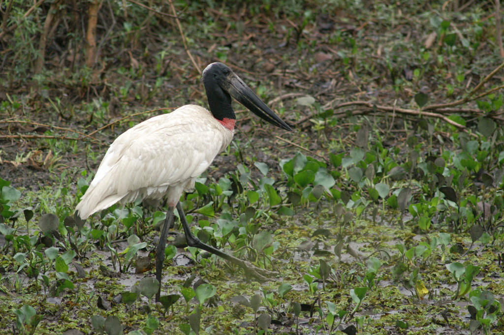 Jabiru d’Amérique – Roumazeilles.net