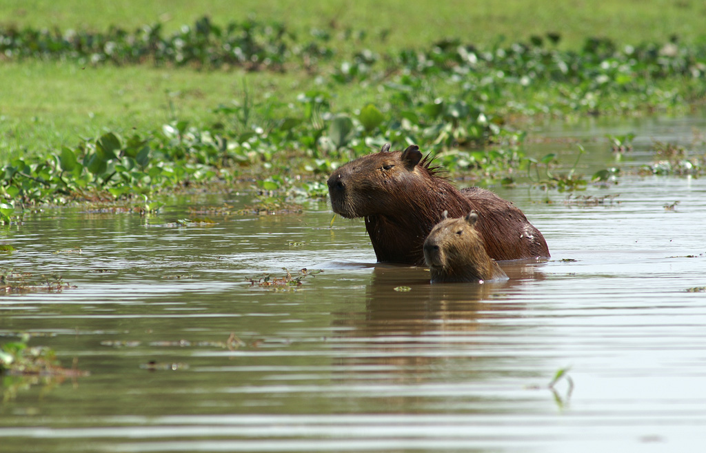 Capibara, South American rodent – Roumazeilles.net