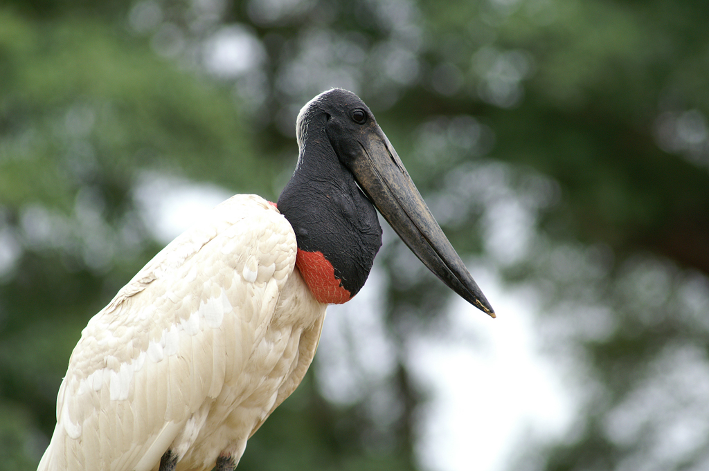 Jabiru – Roumazeilles.net