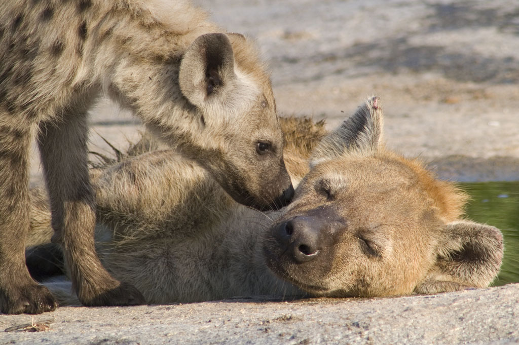 Hyènes d’Afrique du Sud – Roumazeilles.net