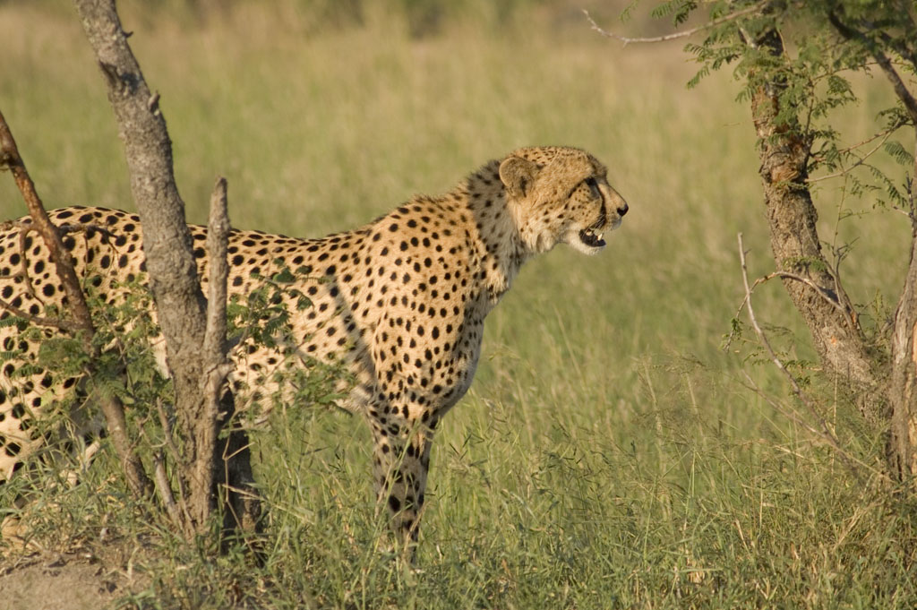 Afrique du Sud : une heure avec les guépards – Roumazeilles.net