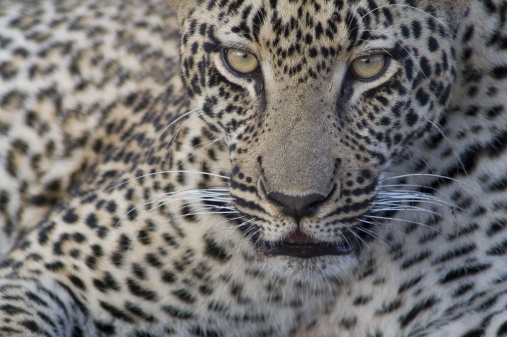 Leopards in South Africa – Roumazeilles.net