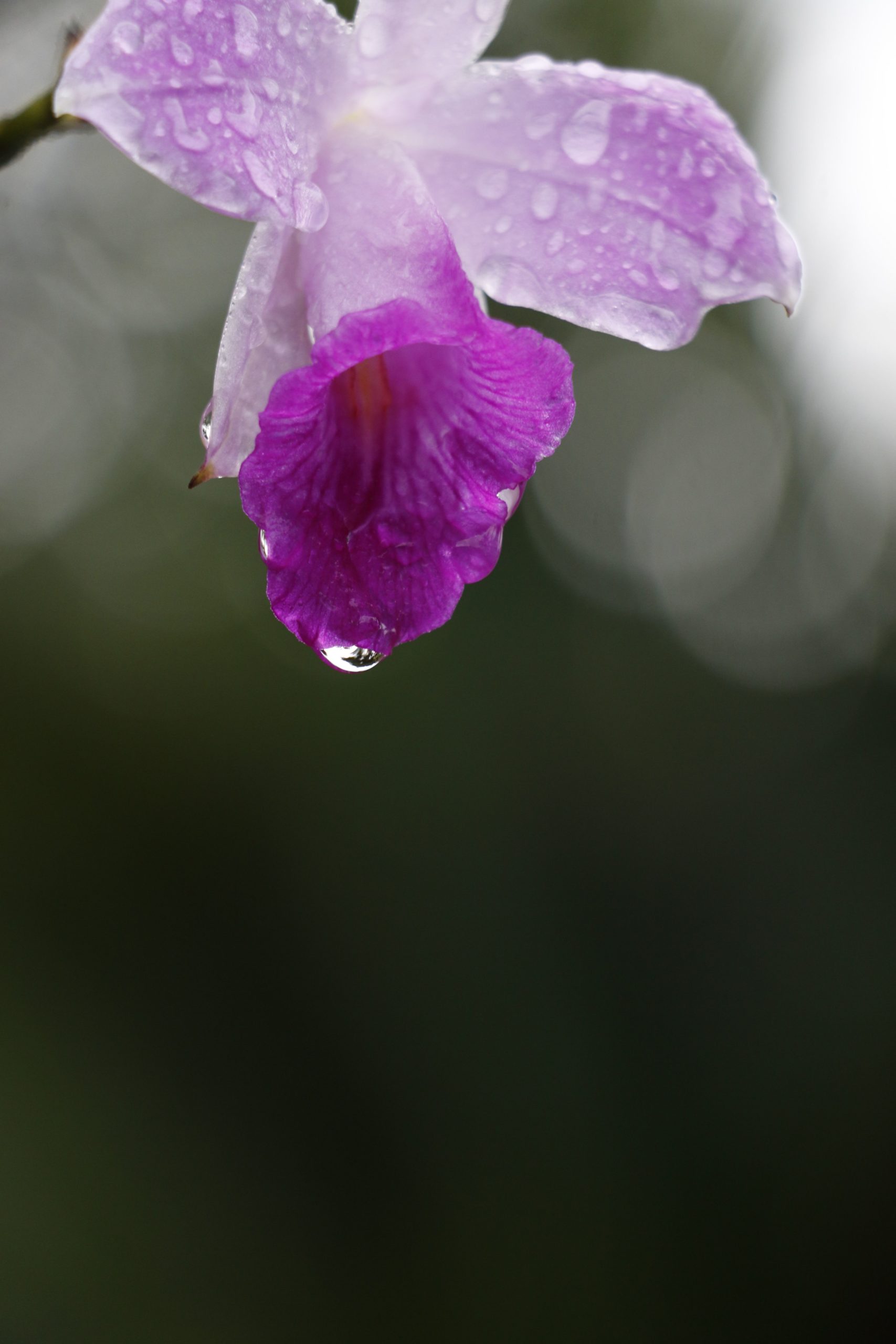 Flowers of Costa Rica – Roumazeilles.net