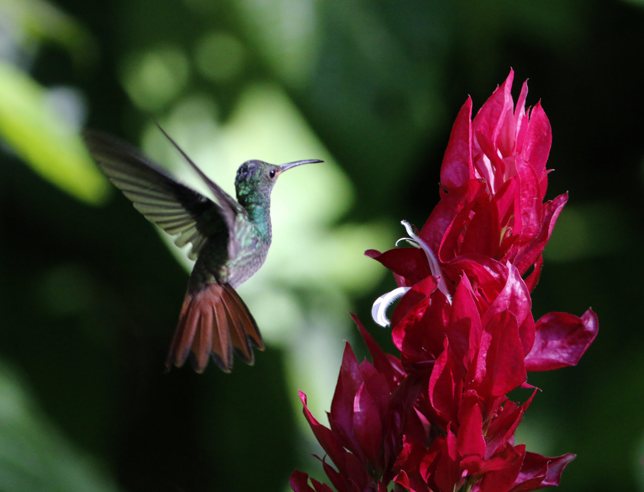 Costa Rica : Colibris en vol 1/3 – Roumazeilles.net